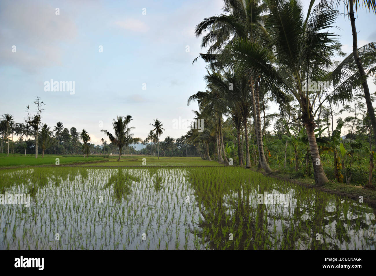 Indonesia java plant hi-res stock photography and images - Alamy