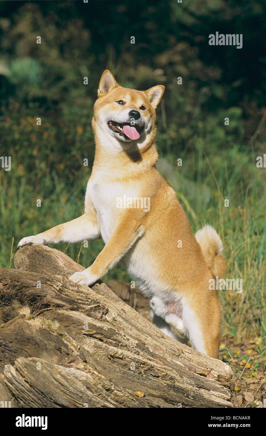 Shiba Inu dog - paws on tree stump Stock Photo - Alamy