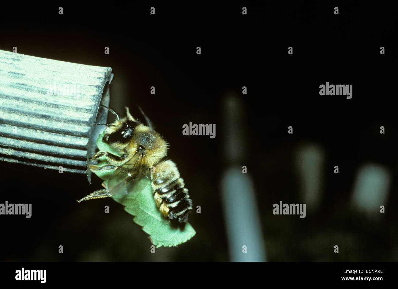 Leaf cutter bee Megachile versicolor female returning to her nest in an ...