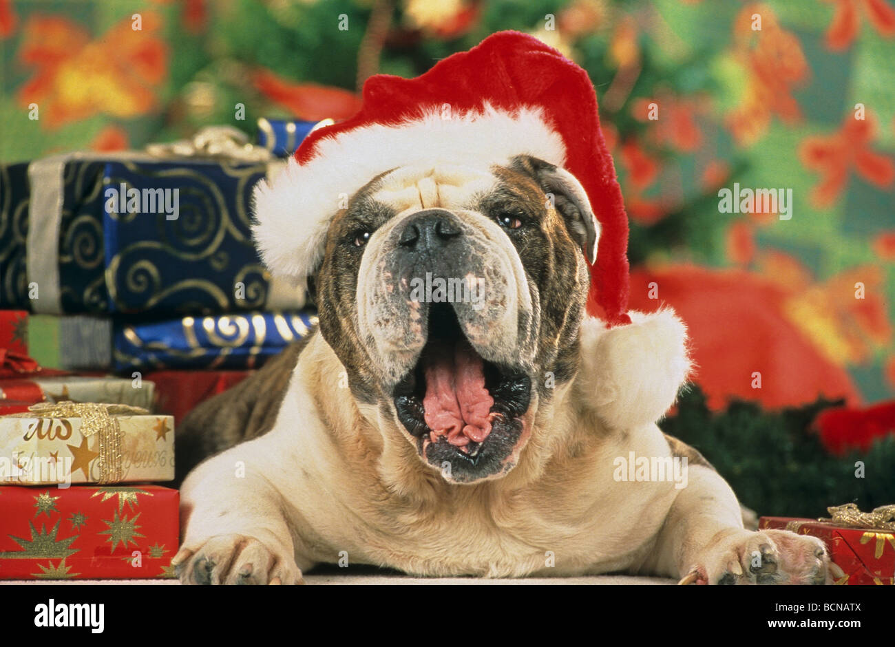 Funny santa clauss christmas hi-res stock photography and images - Alamy