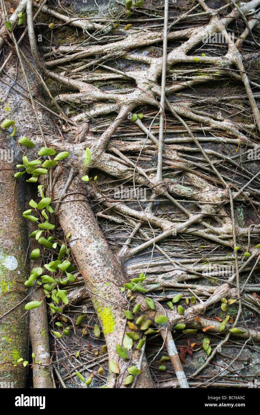 Strangler fig growing on hi-res stock photography and images - Alamy