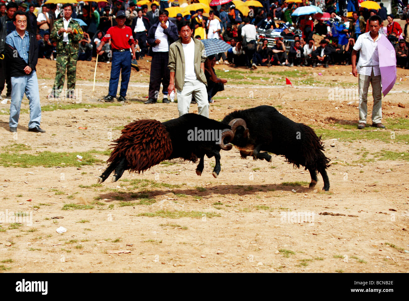 Ram fight held during Torch Festival, Liangshan Yi Autonomous ...