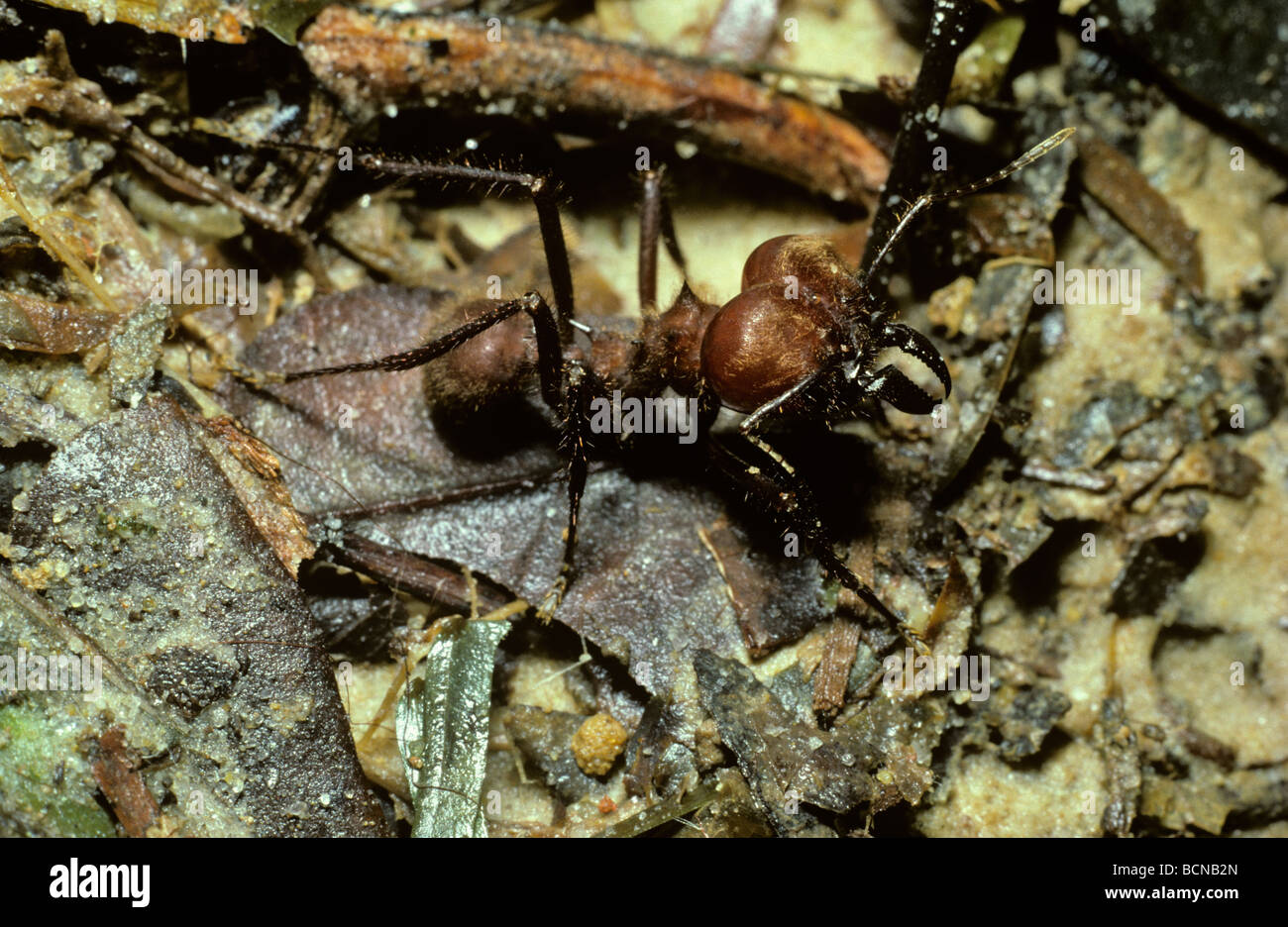 Leaf cutting ant Atta cephalotes soldier showing its large jaws ...