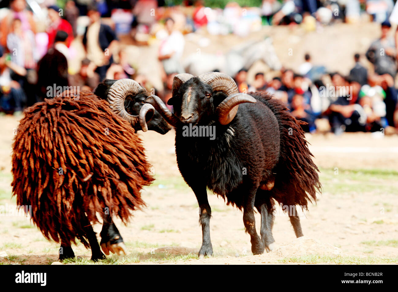 Ram Fight Ram Fight Held During Torch Festival, Liangshan Yi