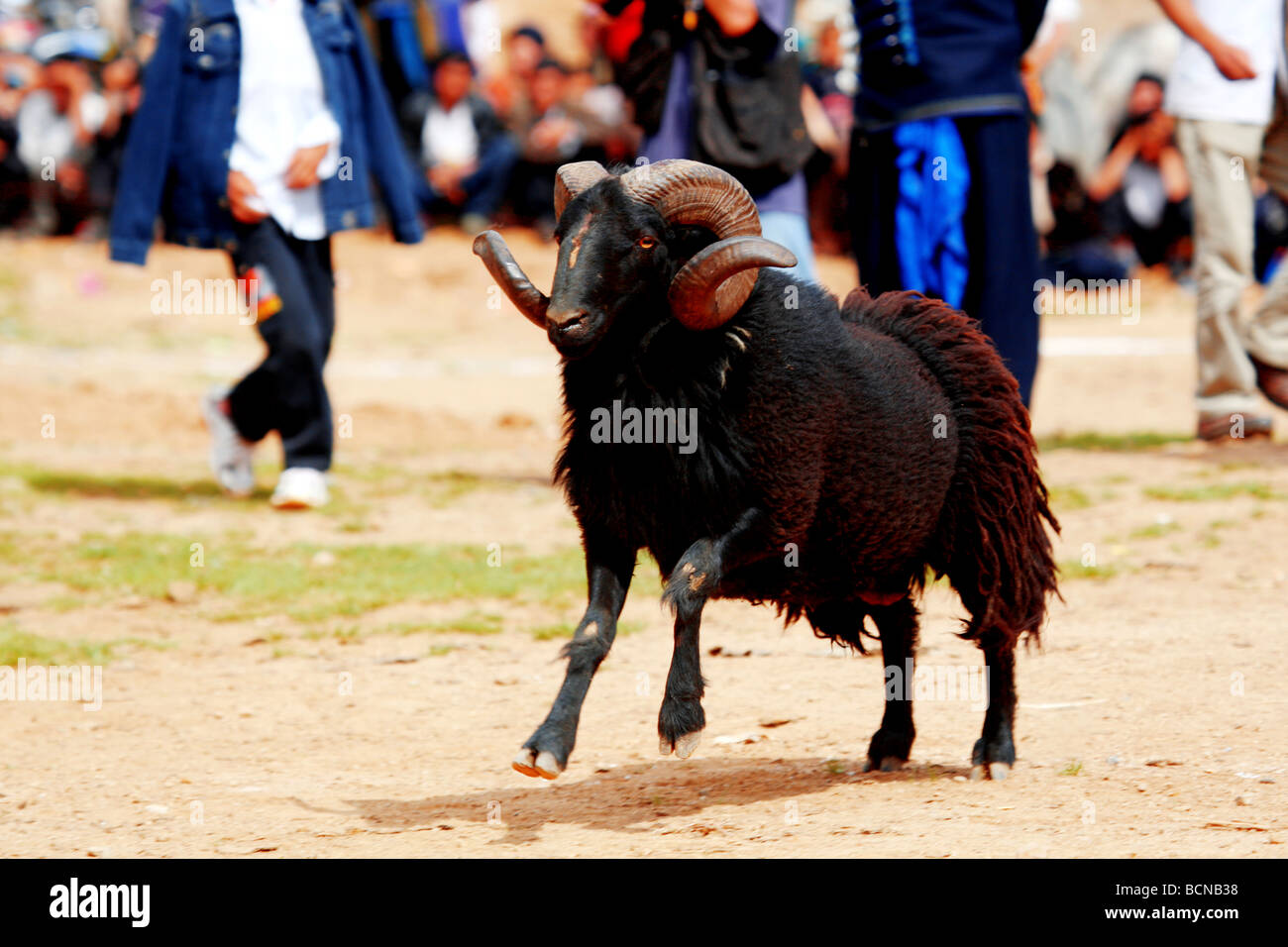 Ram Fight
