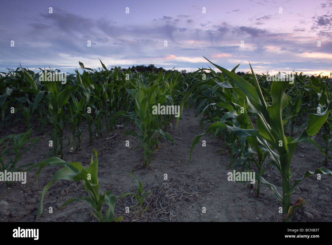 Rows of corn stalks hi-res stock photography and images - Alamy