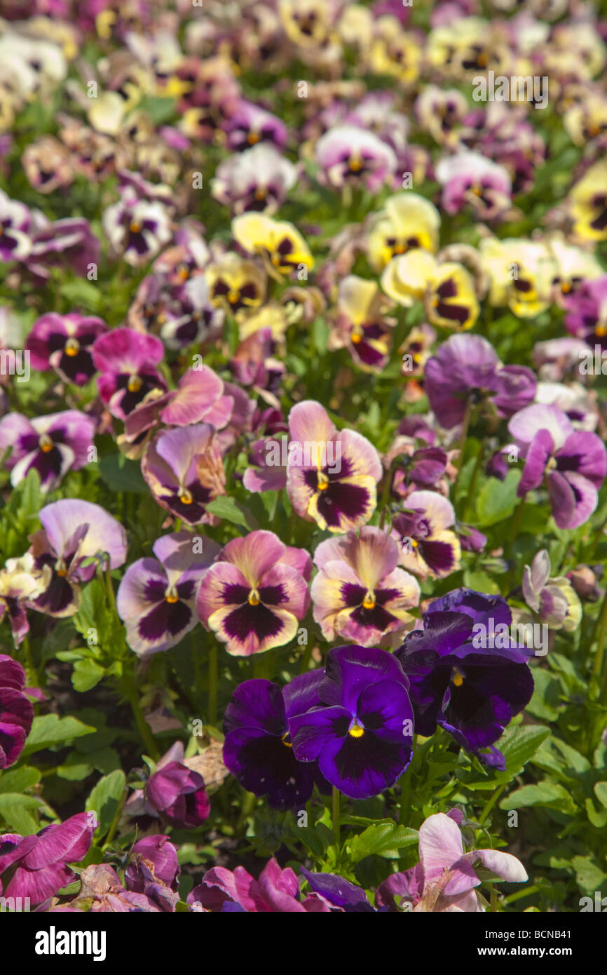 Pansies of all colors colours in flowerbed Dublin Ireland Stock Photo ...