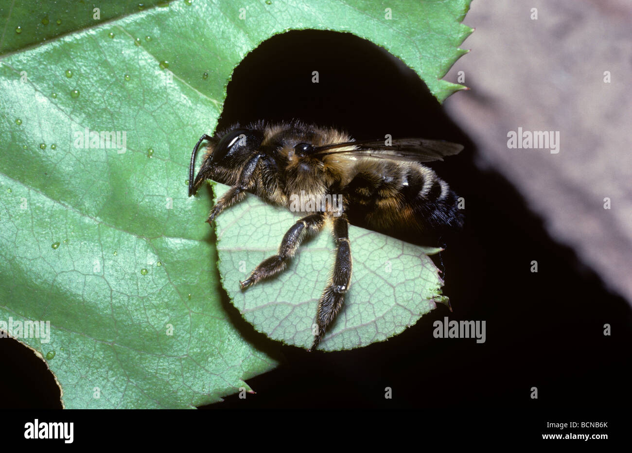 Large garden leaf cutter bee Megachile willughbiella Megachilidae ...