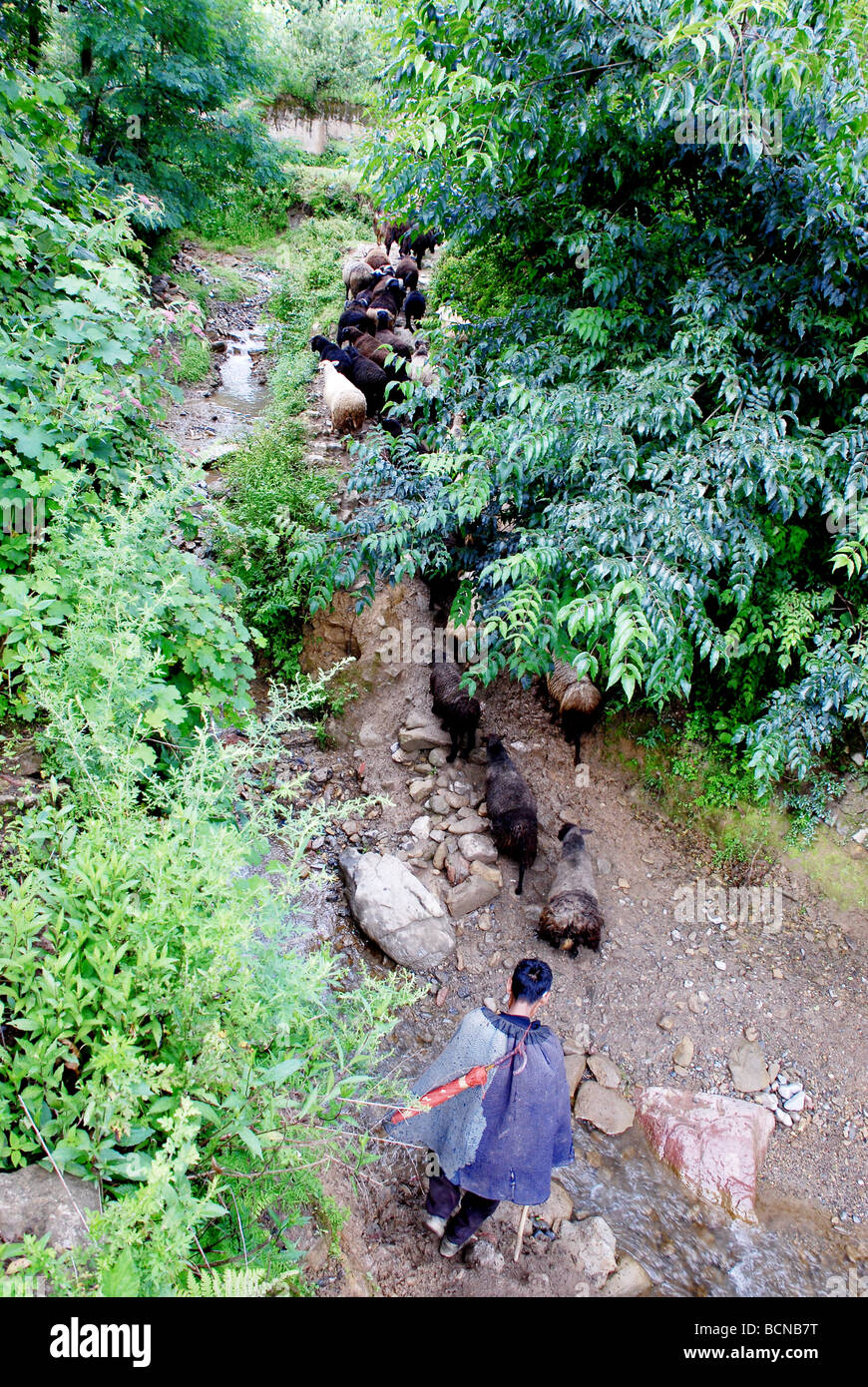 Yi Minority man herding sheeps, Liangshan Yi Autonomous Prefecture ...