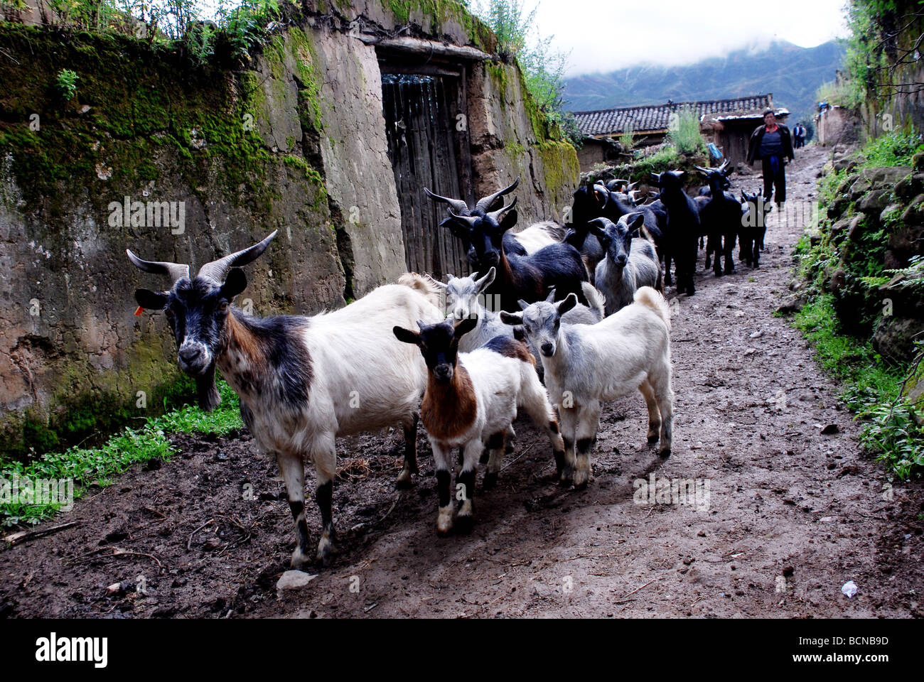 Man herding sheep and goat goats hi-res stock photography and images ...