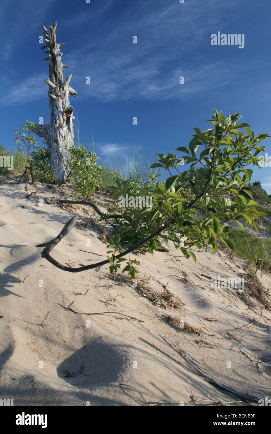 Dead Tree Live Vegetation and Grasses in Dunes at Pinery Provincial ...