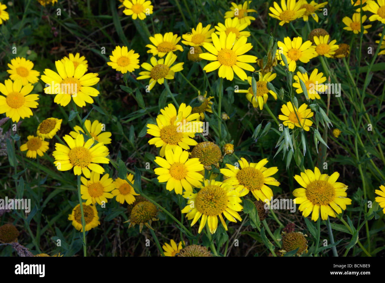 Corn marigold hi-res stock photography and images - Alamy