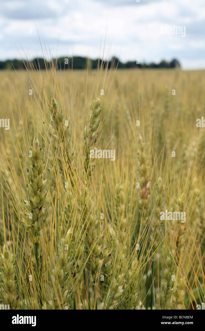 Winter wheat closeup hi-res stock photography and images - Alamy