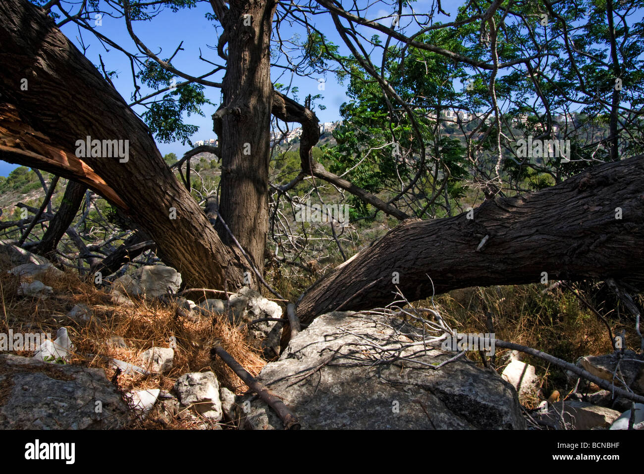 IMG 0869,tree aspect Stock Photo - Alamy