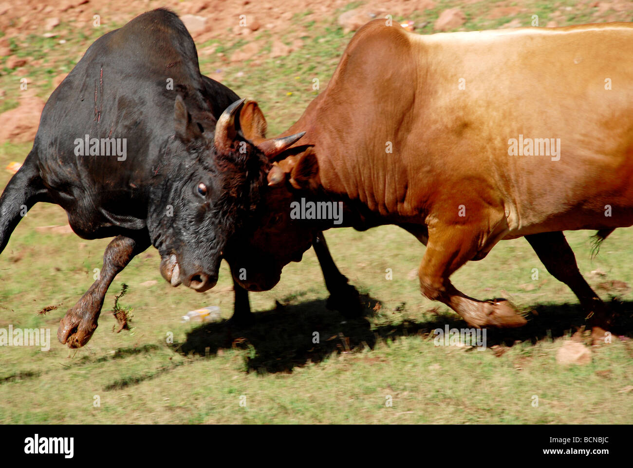 Bull fight held during Torch Festival, Liangshan Yi Autonomous ...