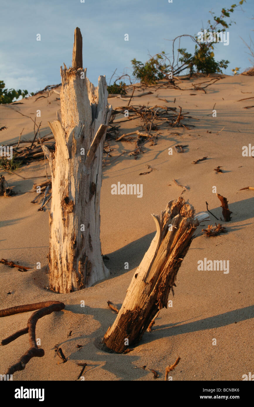 Dead Tree Stumps in Sand Dunes Pinery Provincial Park Stock Photo - Alamy