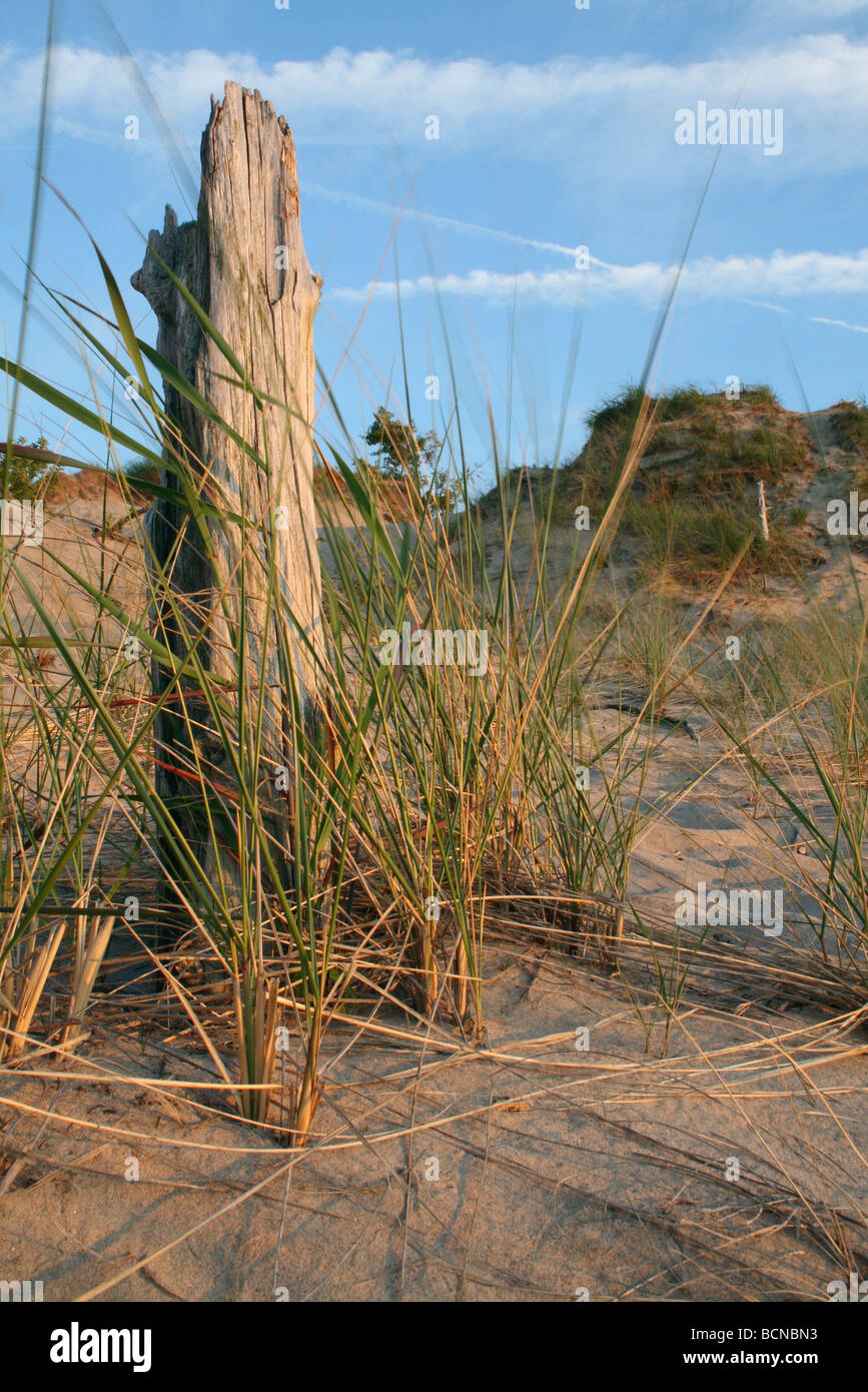 Dead Tree Stump and Grasses in Sand Dune Pinery Provincial Park Ontario ...