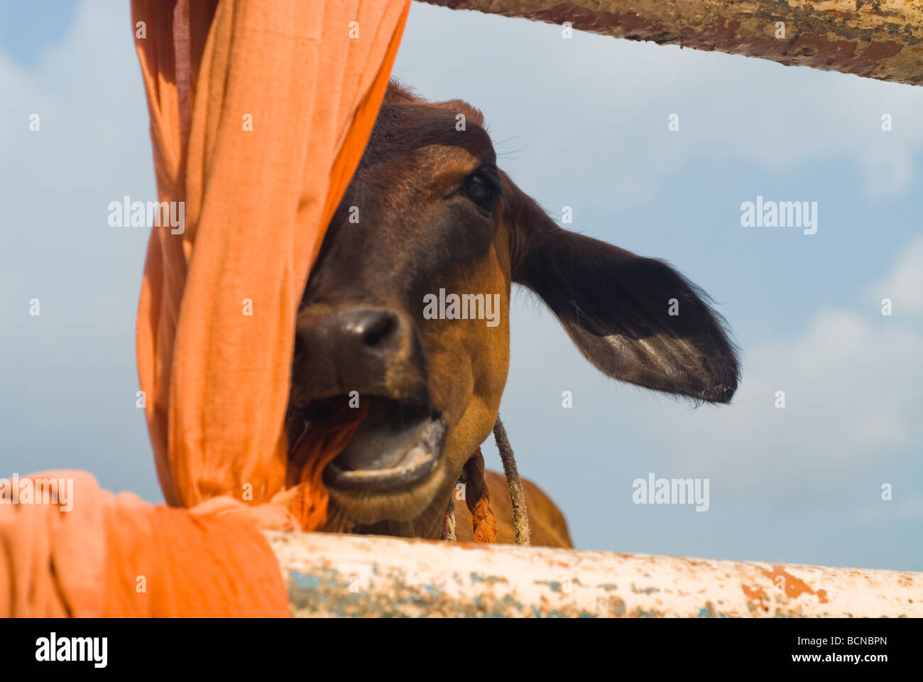 Hindu cow, holy cow. one cow. Varanasi (Benares), India Stock Photo - Alamy