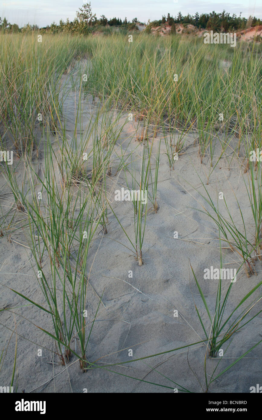 Prairie Grasses in the Dunes Pinery Provincial Park Stock Photo - Alamy