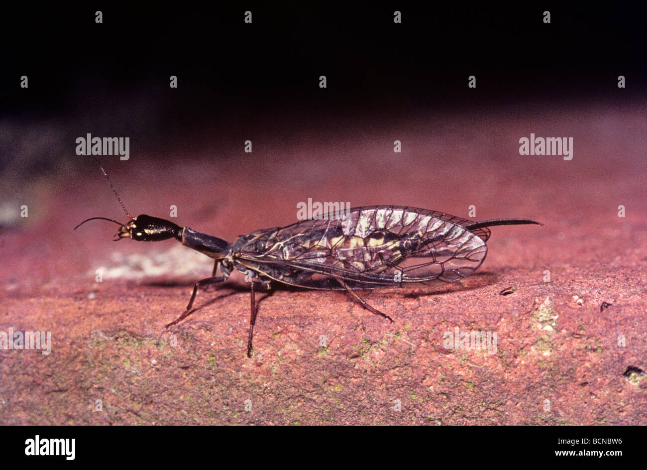 Snake fly female Raphidia notata Raphidoptera UK Stock Photo - Alamy