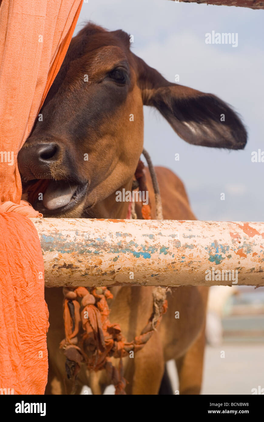 Hindu cow, holy cow. one cow. Varanasi (Benares), India Stock Photo - Alamy
