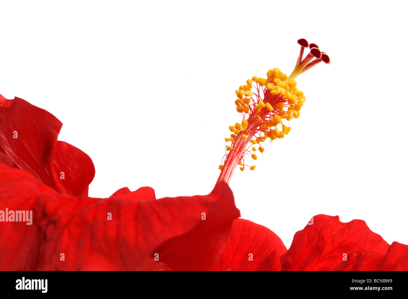 Stamen filaments hi-res stock photography and images - Alamy