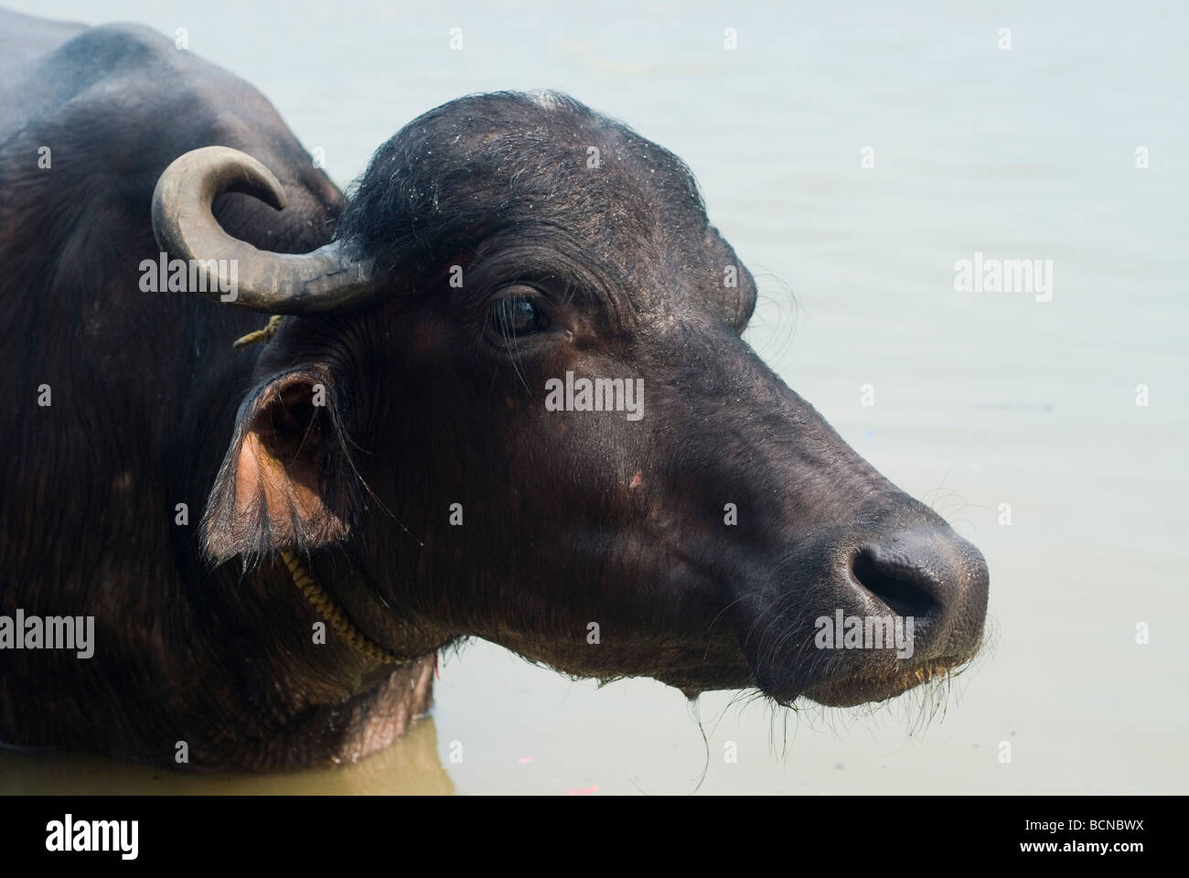 Buffalo bathing in ganges river hi-res stock photography and images - Alamy