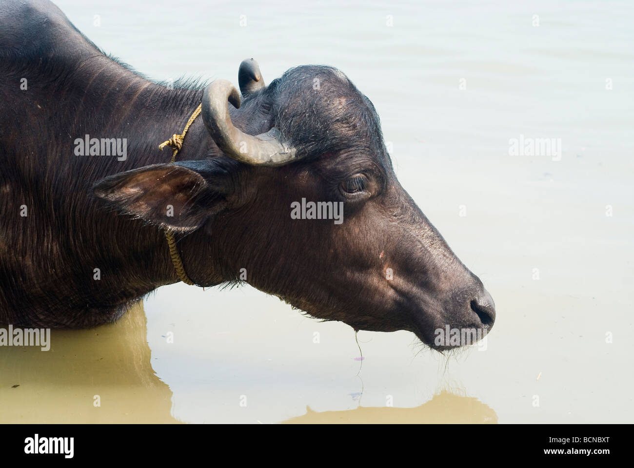 Buffalo bathing in ganges river hi-res stock photography and images - Alamy