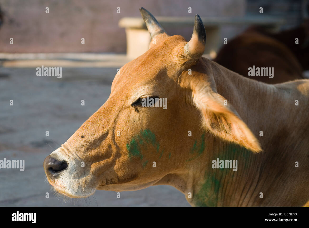 Hindu cow, holy cow. one cow. Varanasi (Benares), India Stock Photo - Alamy