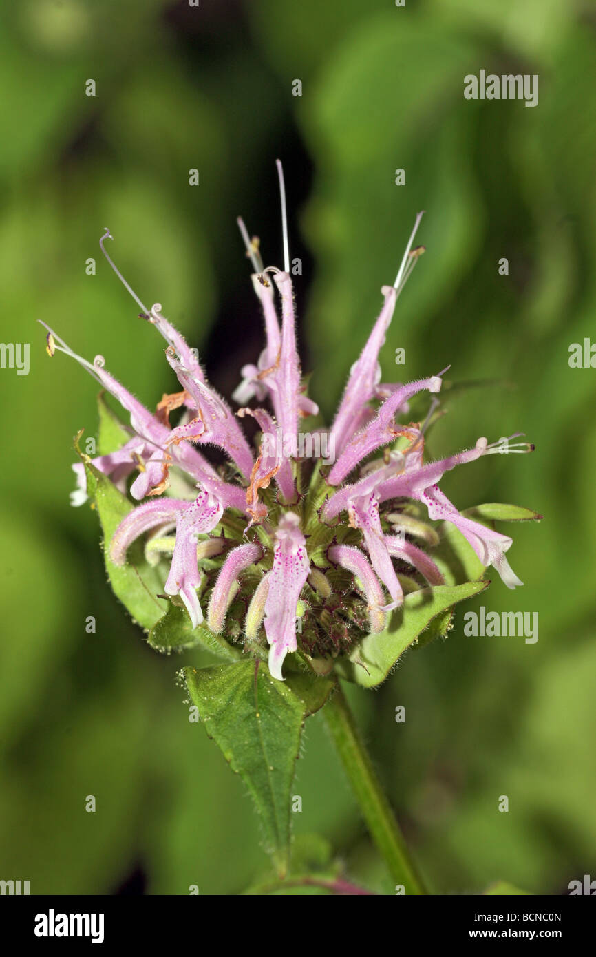 Wild bergamot hi-res stock photography and images - Alamy