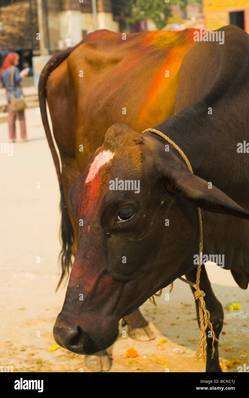 Hindu cow, holy cow. one cow. Varanasi (Benares), India Stock Photo - Alamy