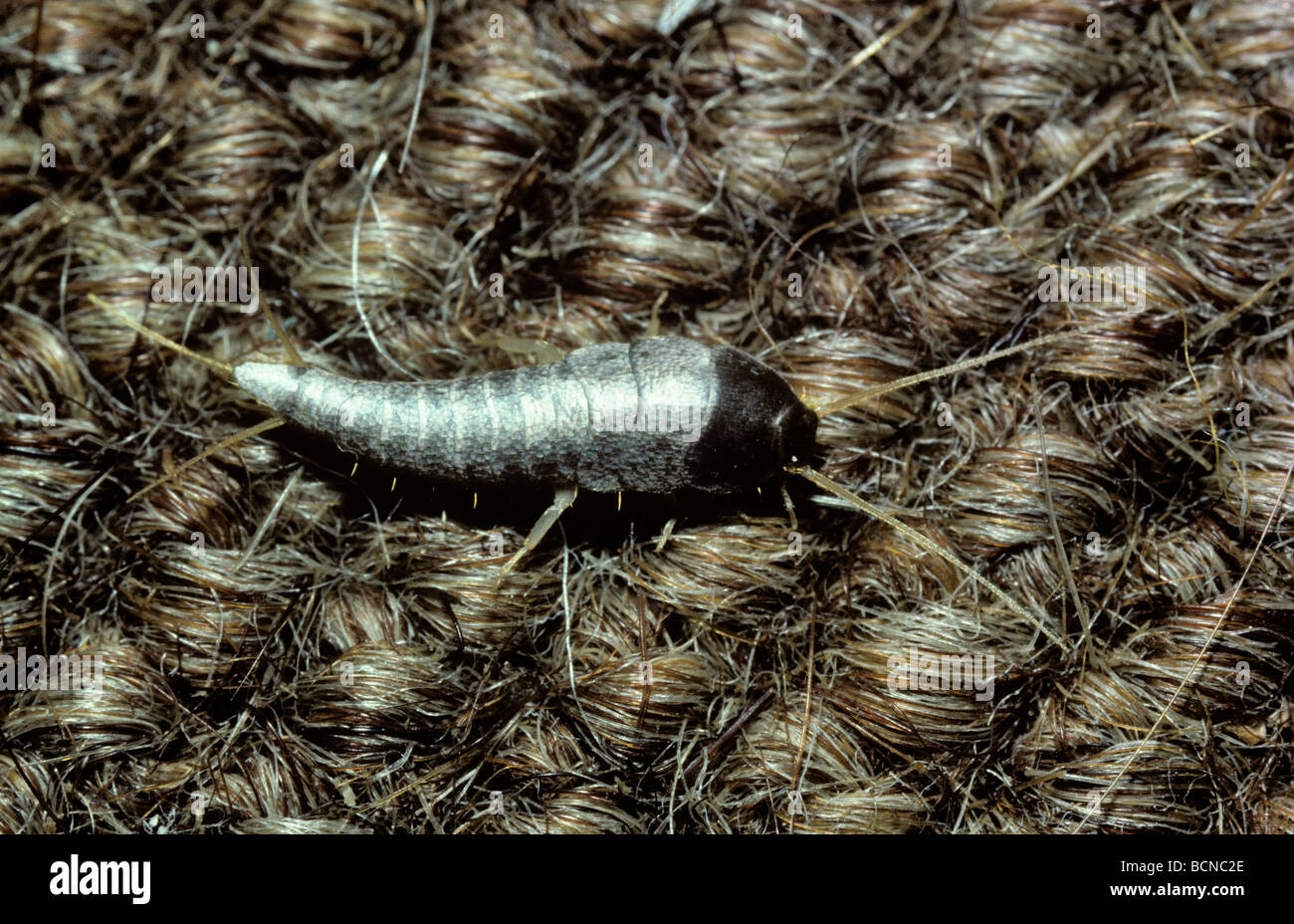 Silverfish Lepisma saccharina on a carpet in a house UK Stock Photo - Alamy