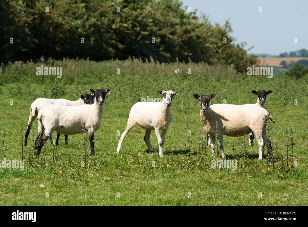 Suffolk sheep hi-res stock photography and images - Alamy