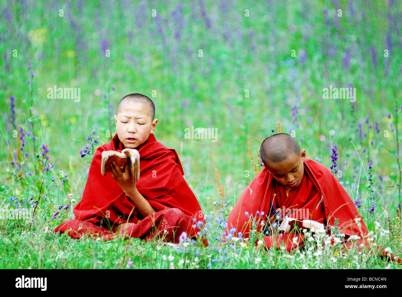 Two boy lamas reading traditional Tibetan scripture in Buddhism ...