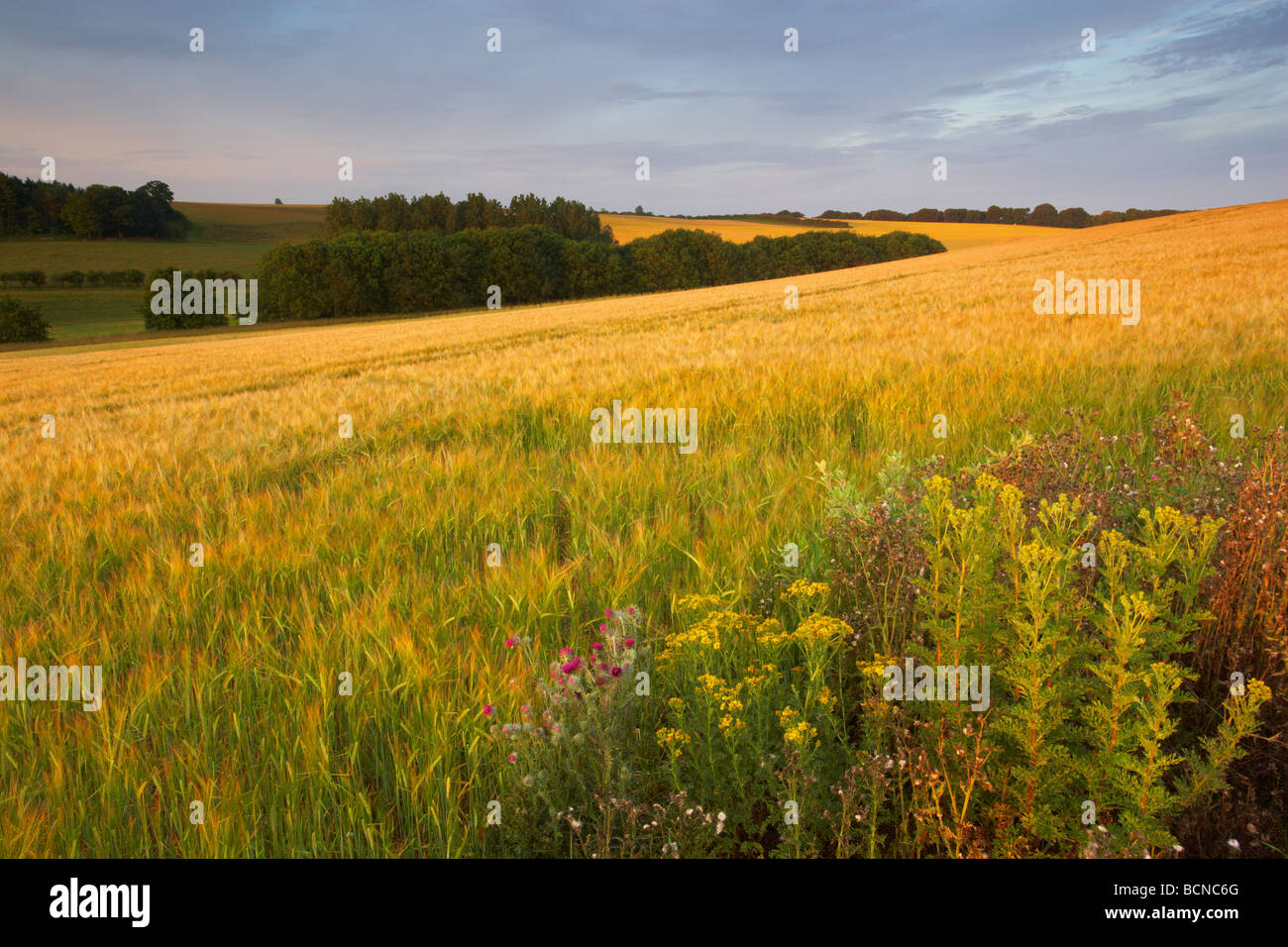 North Norfolk Countryside near Stiffkey Stock Photo - Alamy