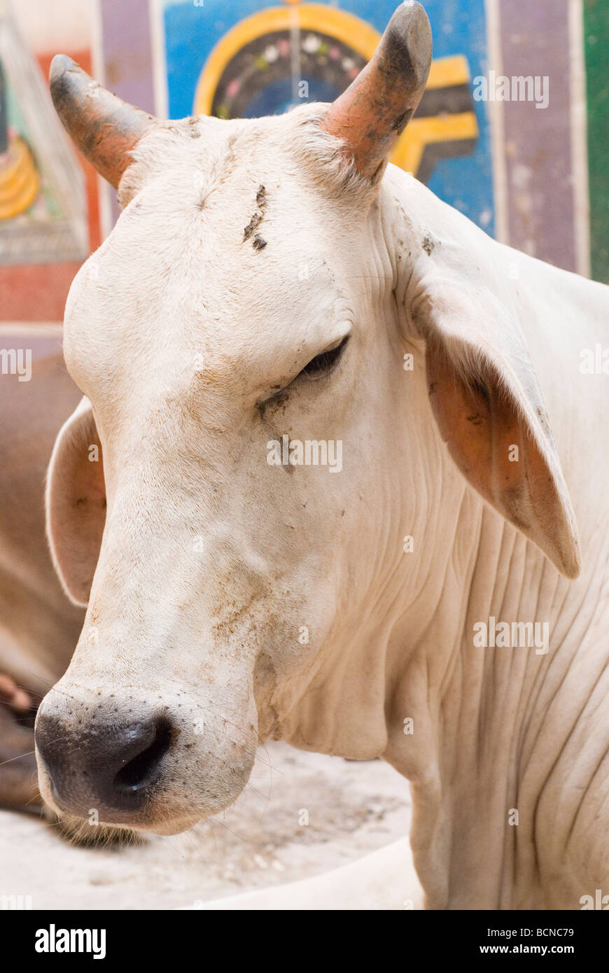 Hindu cow, holy cow. one cow. Varanasi (Benares), India Stock Photo - Alamy