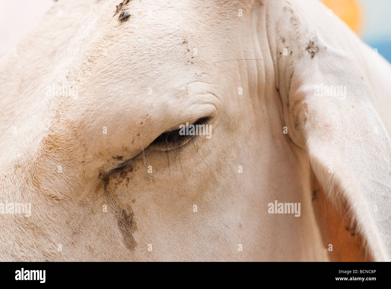 Hindu cow, holy cow. one cow. Varanasi (Benares), India Stock Photo - Alamy