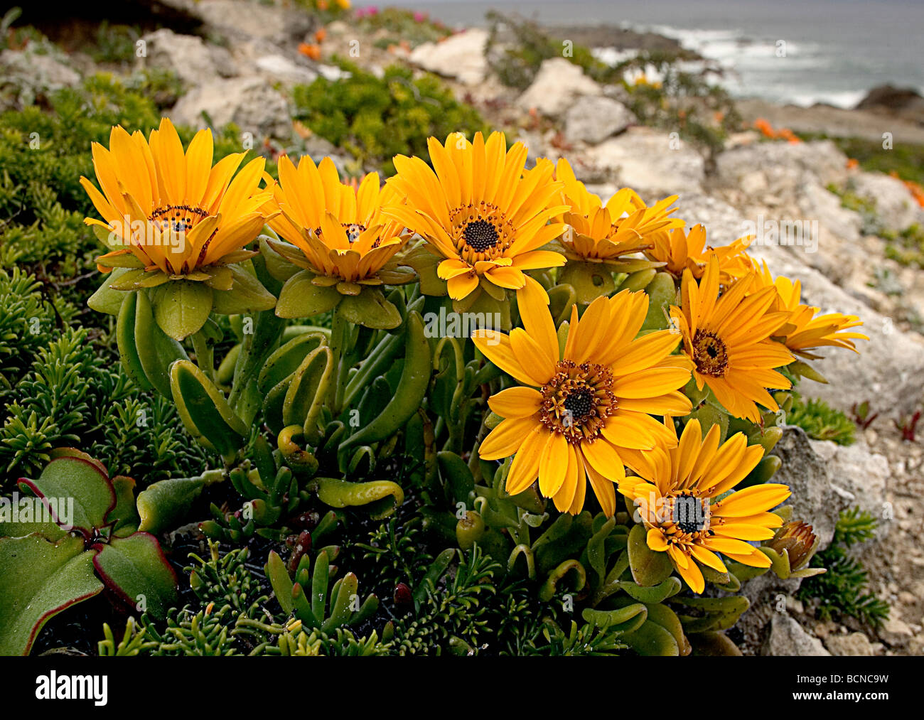 Didelta carnosa hi-res stock photography and images - Alamy