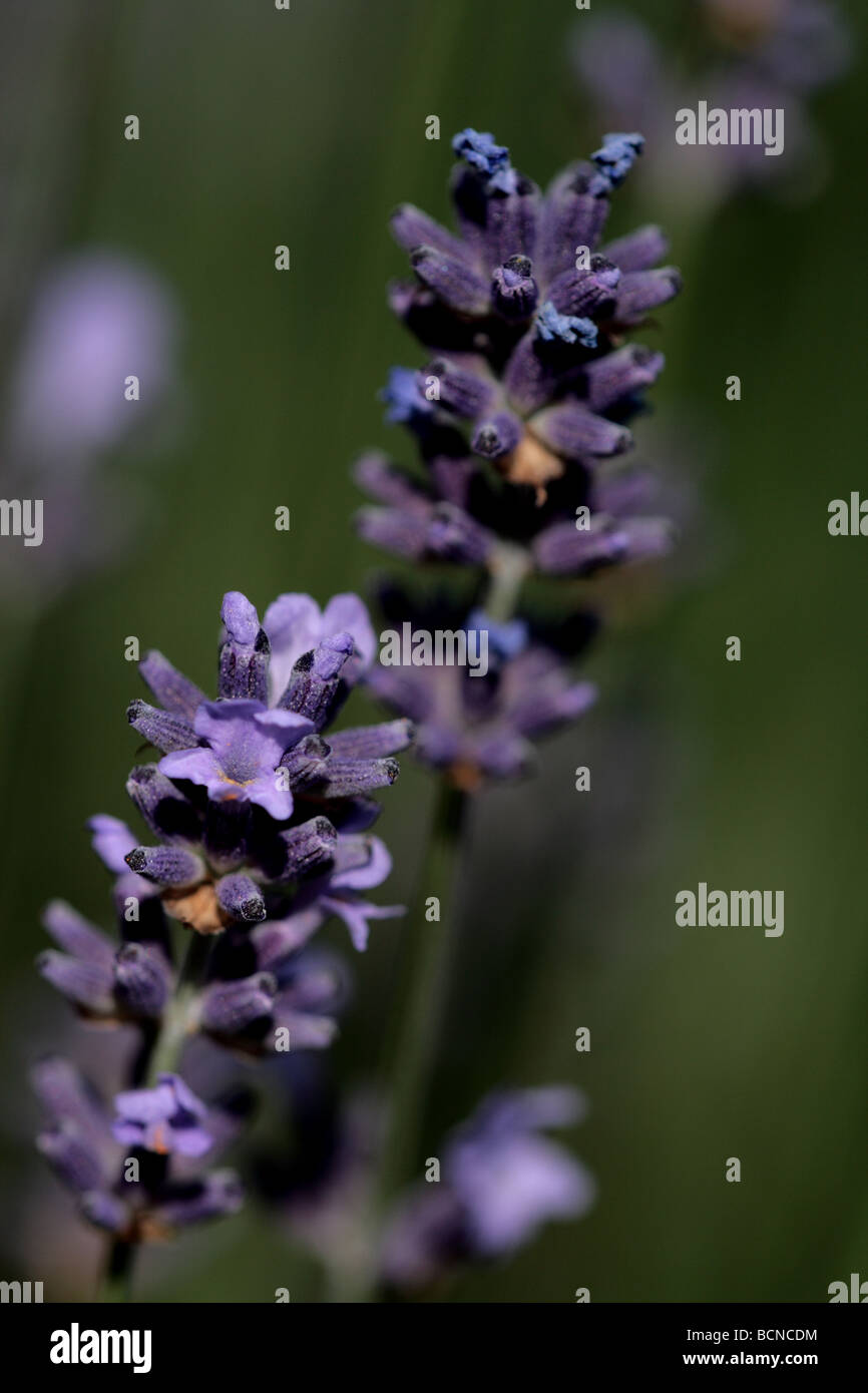 Lavender new growth hi-res stock photography and images - Alamy