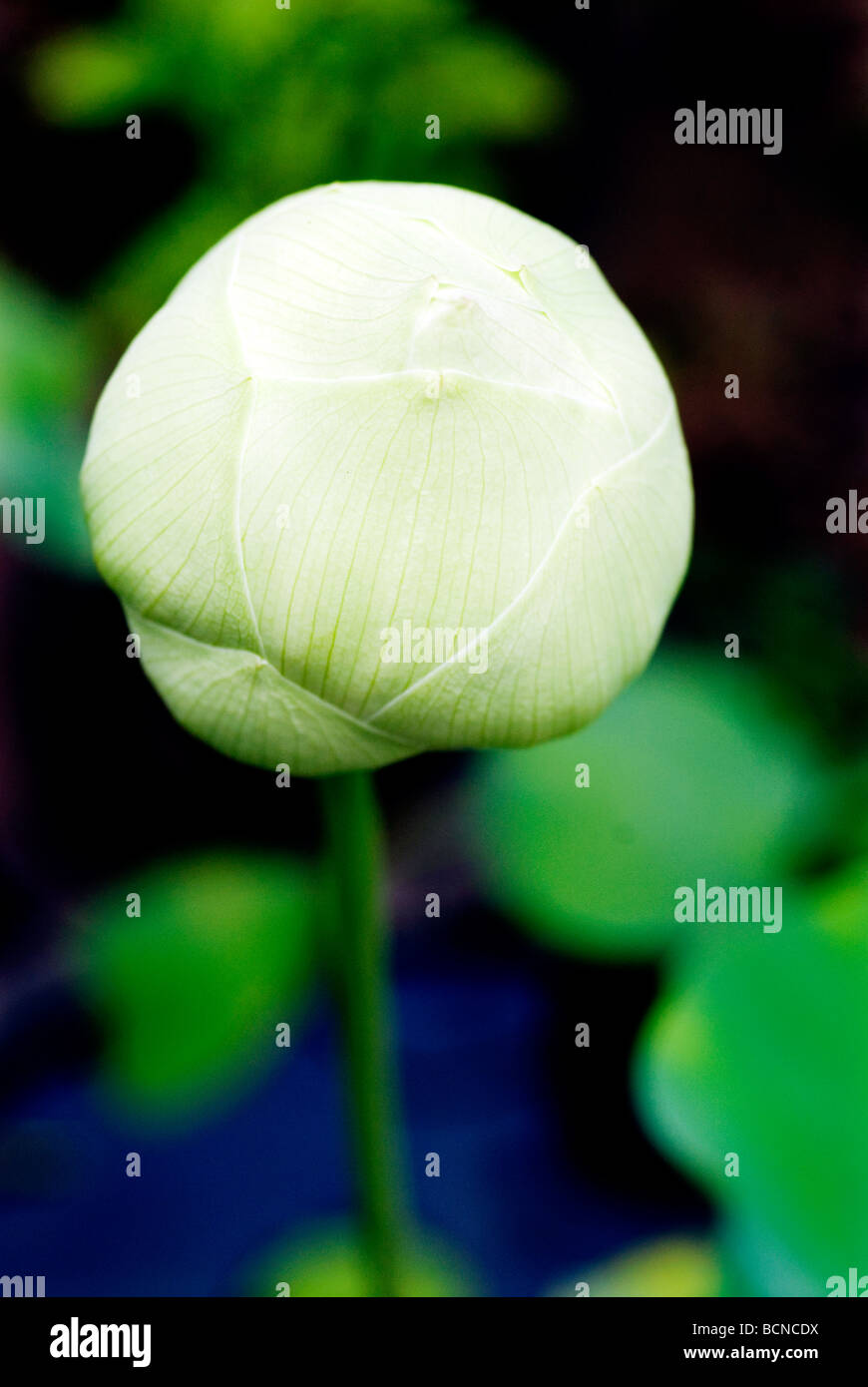Asian lotus hi-res stock photography and images - Alamy