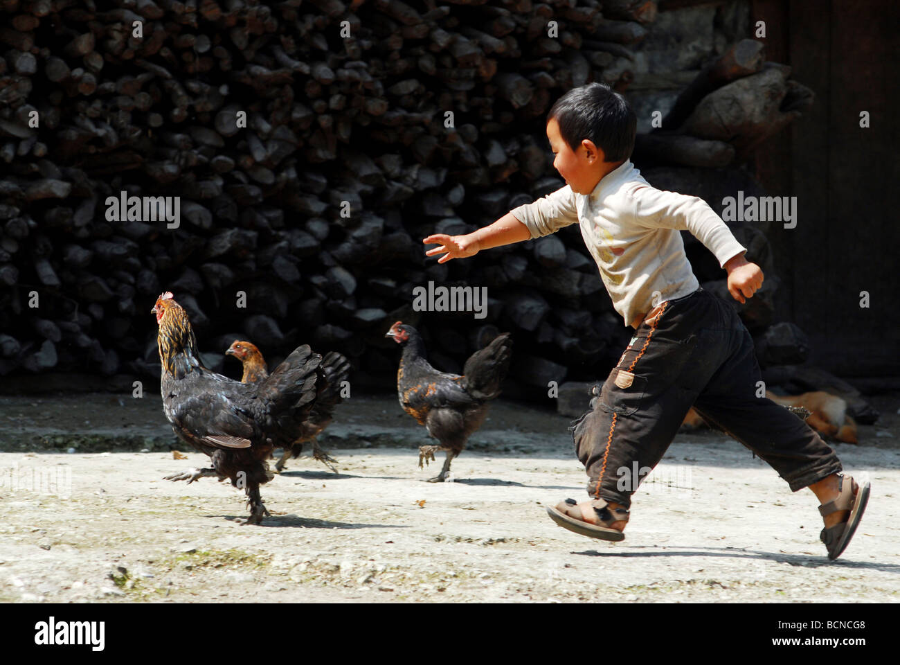 Chasing chicken hi-res stock photography and images - Alamy