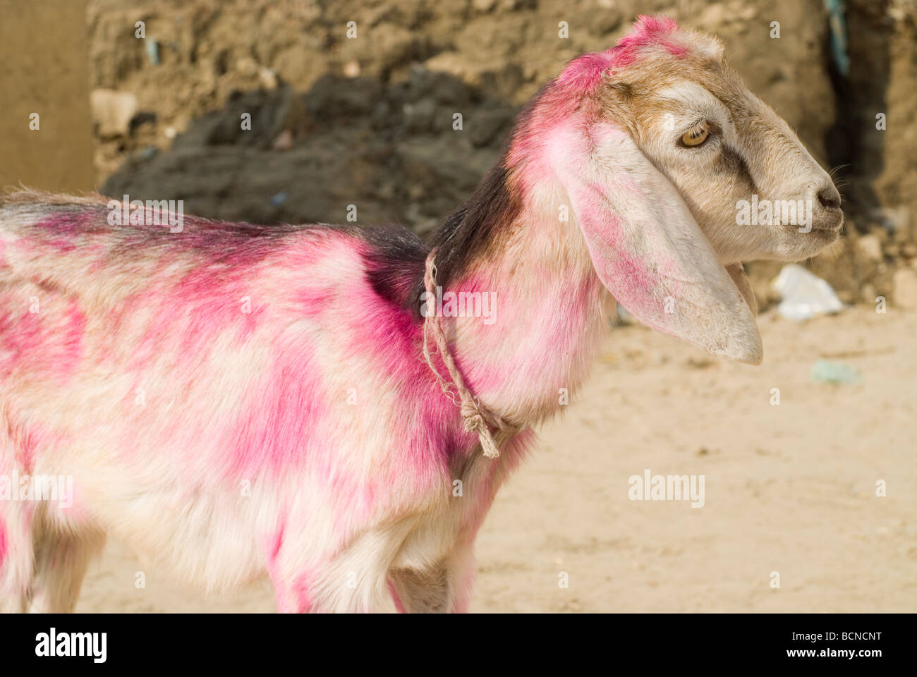 A painted goat in the street of Varanasi, India Stock Photo - Alamy