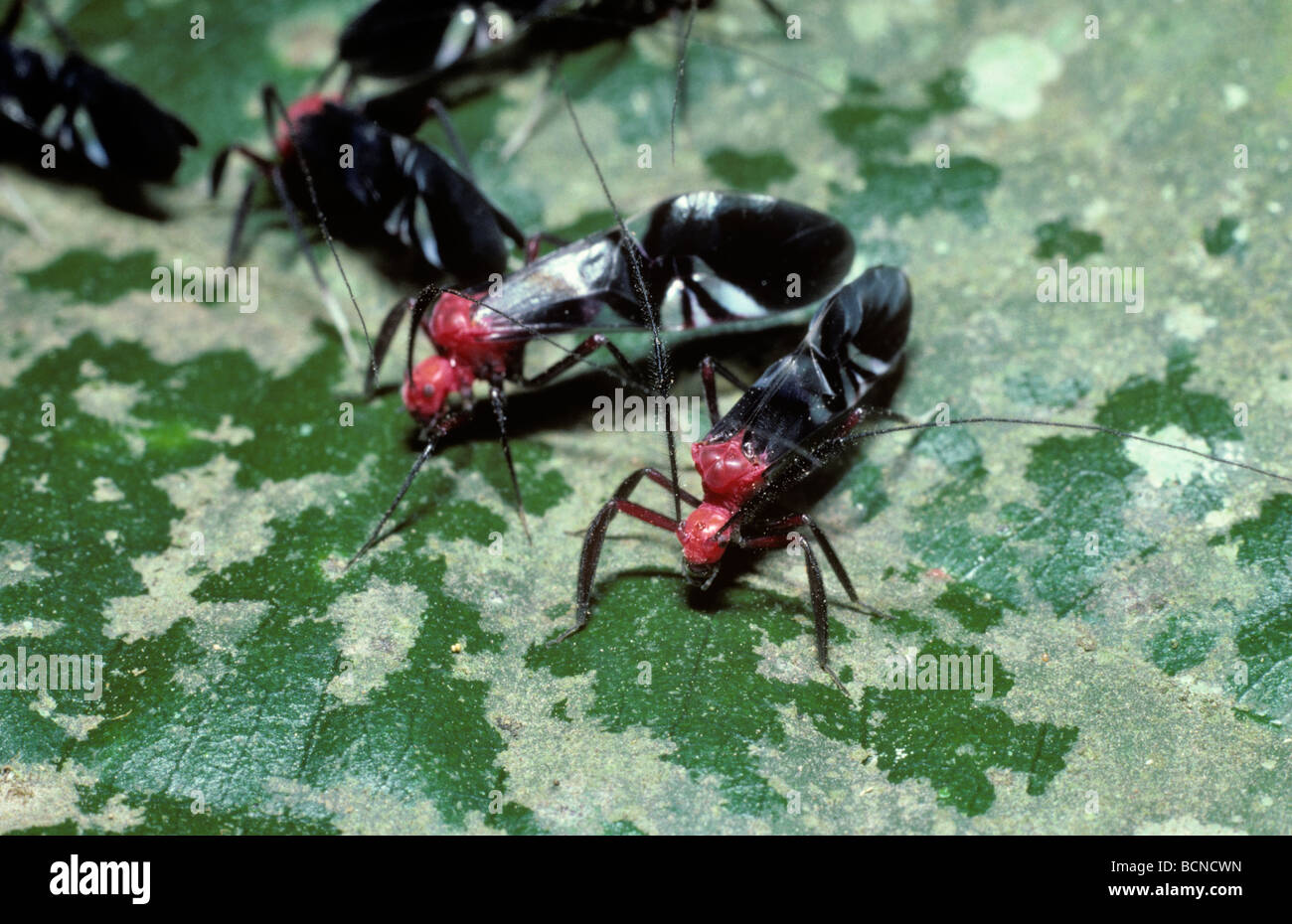 Barklice booklice thyrsopsocus sp psocoptera hi-res stock photography ...