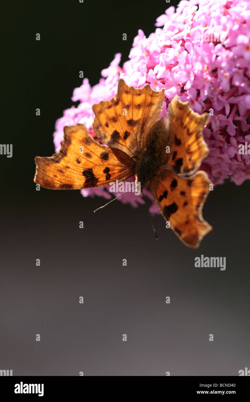 Comma butterfly (Polygonia c-album Stock Photo - Alamy