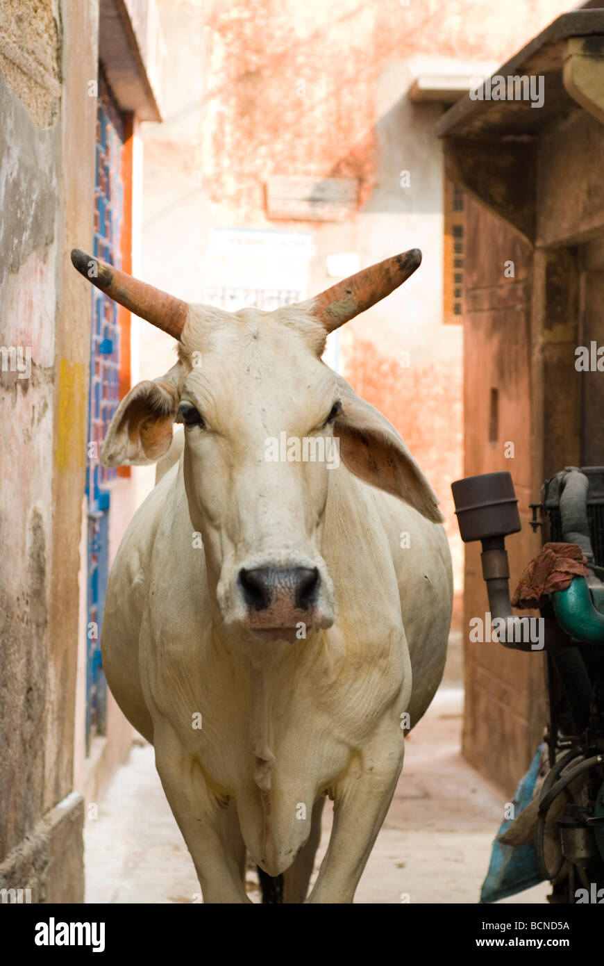 Hindu cow, holy cow. one cow. Varanasi (Benares), India Stock Photo - Alamy