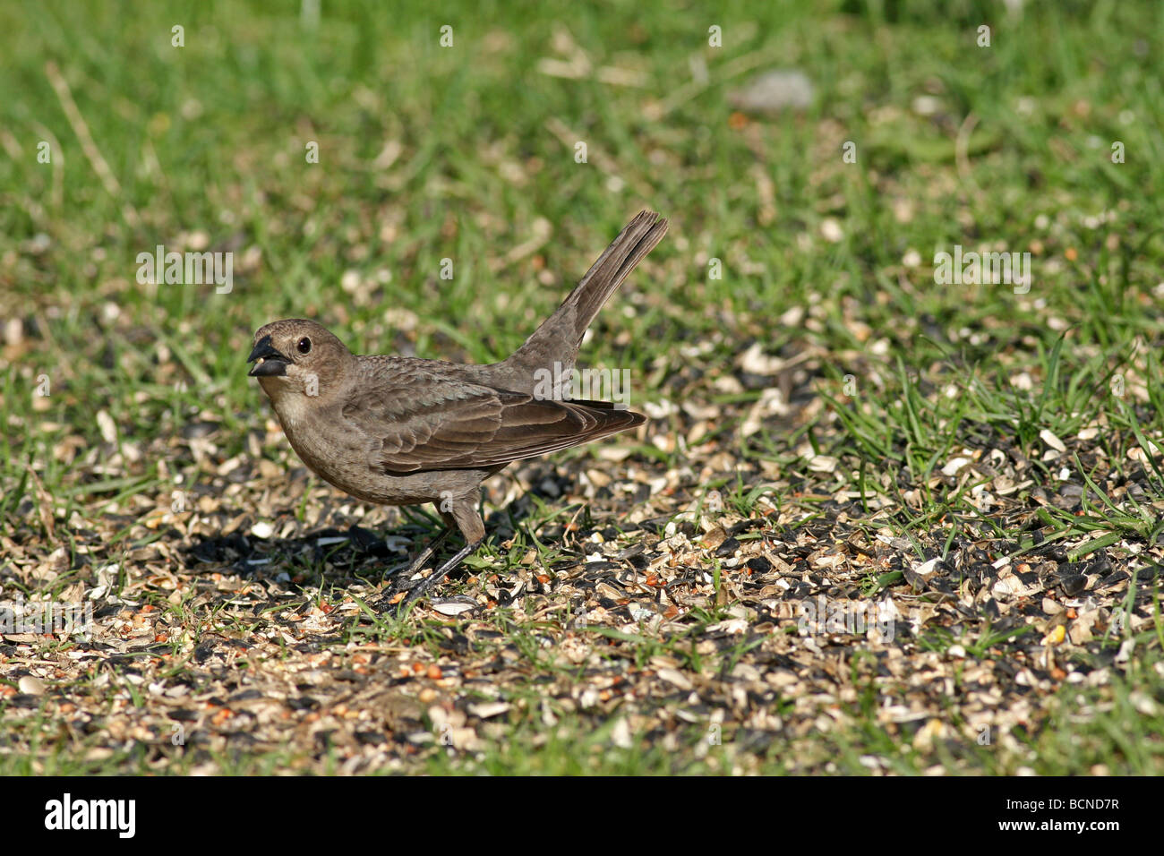 Blackbird eating bird seed hi-res stock photography and images - Alamy