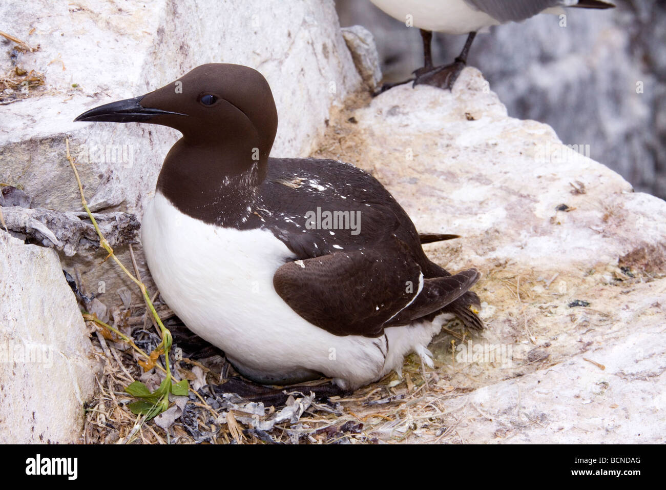 Guillemot on nest Uria aalgae Stock Photo - Alamy
