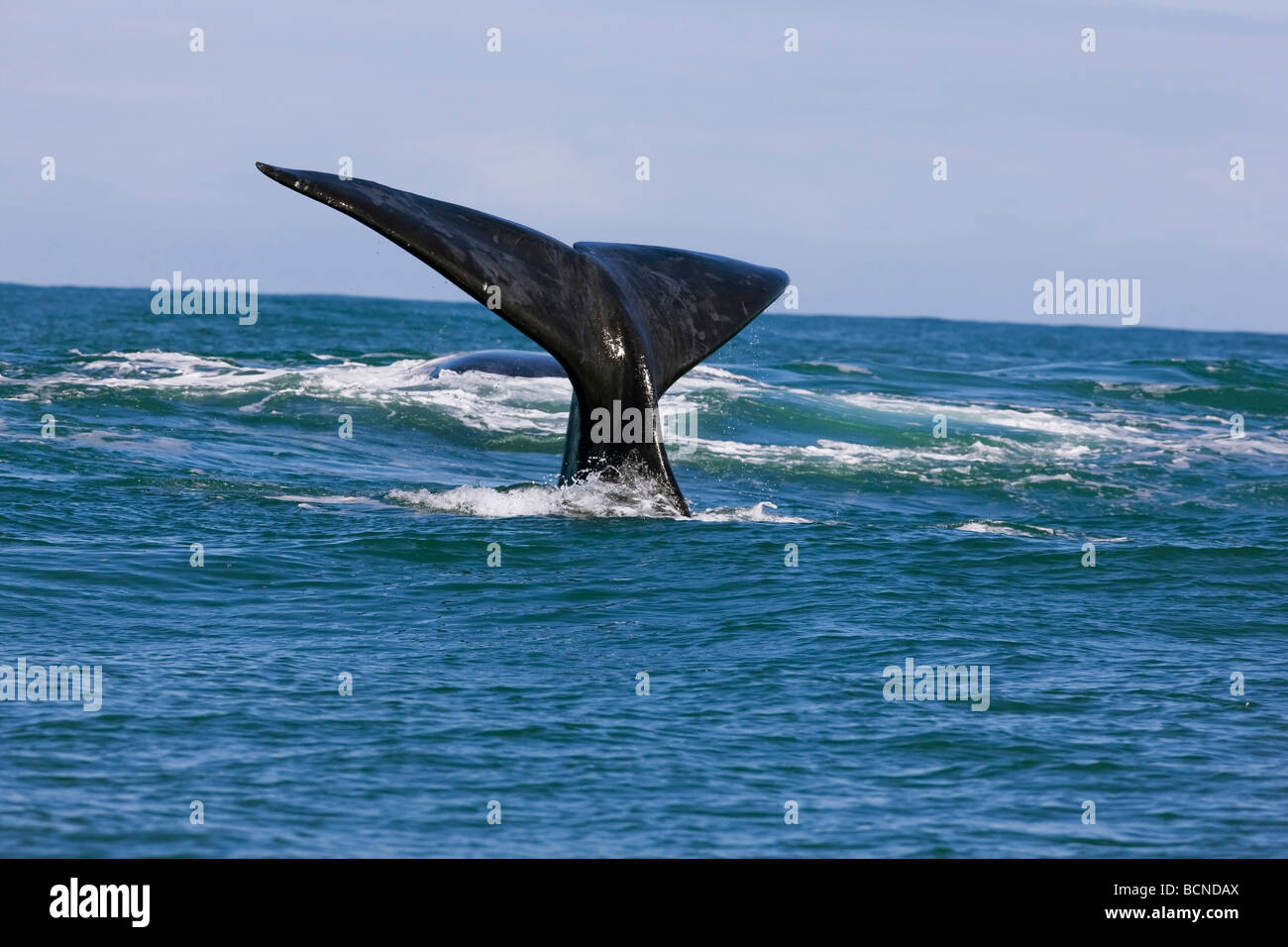 Whale tail fins showing outside seawater Stock Photo - Alamy