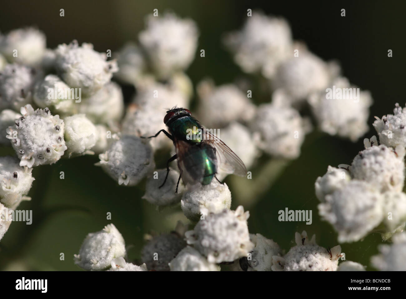 common green bottle fly (Lucilia sericata Stock Photo - Alamy