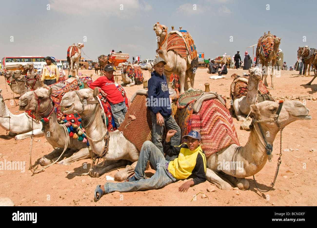 Pyramids giza egypt camels hi-res stock photography and images - Alamy